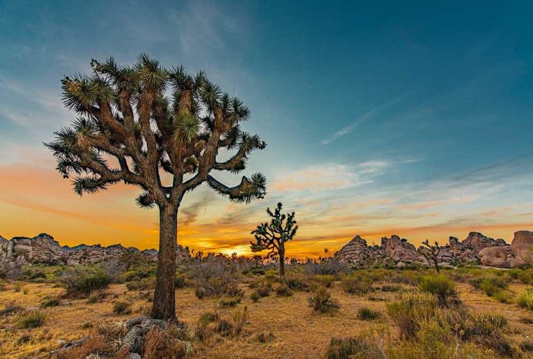 Best Time to Visit Joshua Tree for Digital Nomads (or Long-Term ...