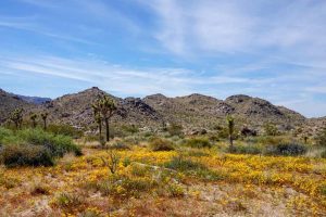 Best Time to Visit Joshua Tree for Digital Nomads (or Long-Term ...