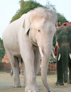 57 Unique and Interesting Facts About Thailand | theworkingtraveller.com