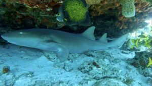 Scuba Diving With Sharks, MUSA Underwater Museum & a Tropical Storm ...