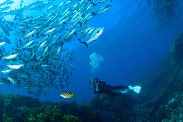 Best Scuba Diving in Australia; Top 20 Spots | The Working Traveller